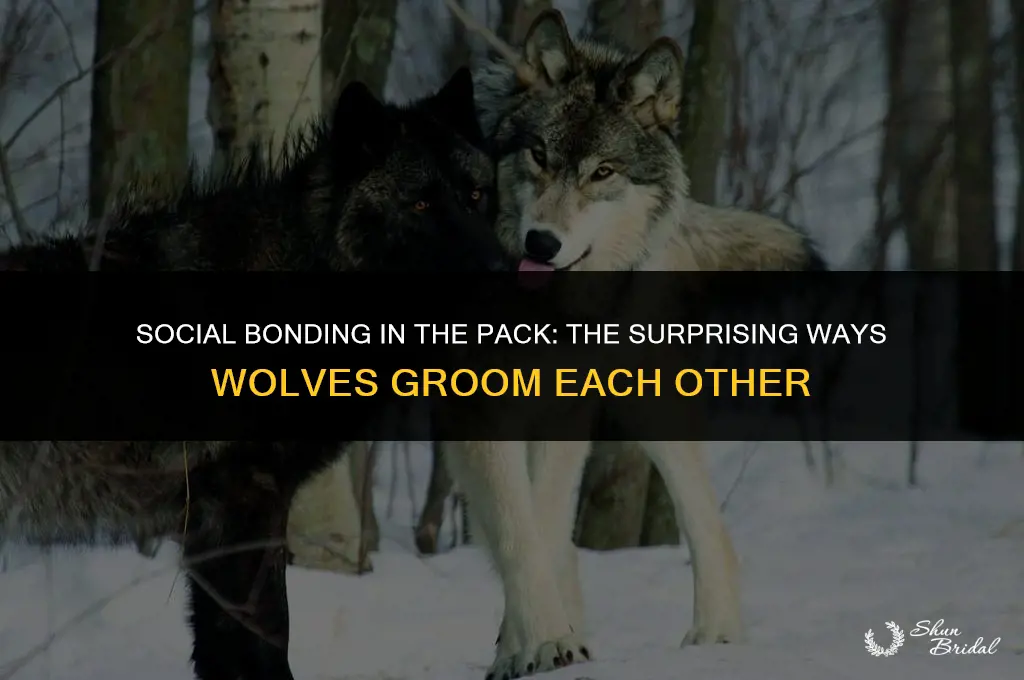 Social Bonding In The Pack: The Surprising Ways Wolves Groom Each Other ...