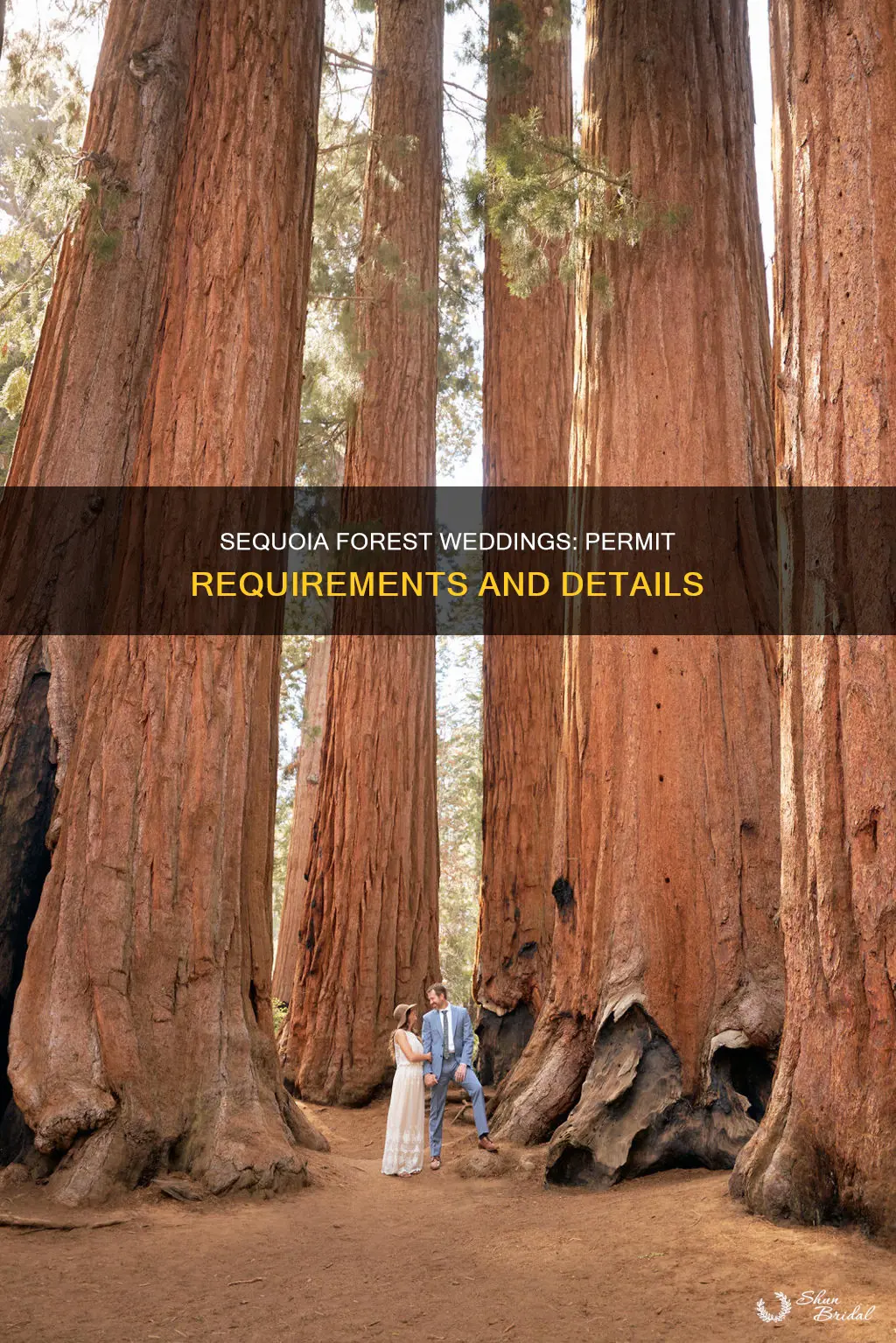 Sequoia Forest Weddings: Permit Requirements And Details | ShunBridal
