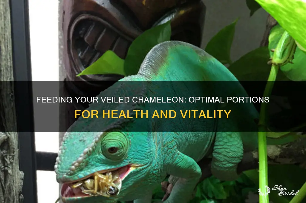 Feeding Your Veiled Chameleon: Optimal Portions For Health And Vitality ...