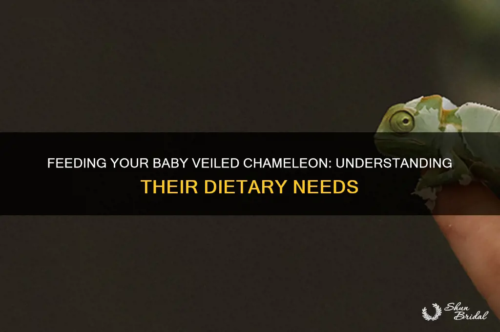 Feeding Your Baby Veiled Chameleon: Understanding Their Dietary Needs ...