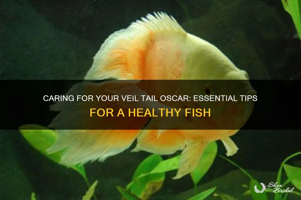 Caring For Your Veil Tail Oscar: Essential Tips For A Healthy Fish ...