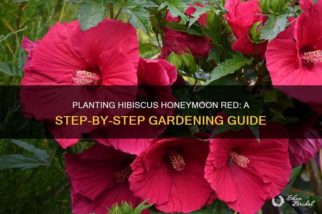 Planting Hibiscus Honeymoon Red: A Step-By-Step Gardening Guide ...
