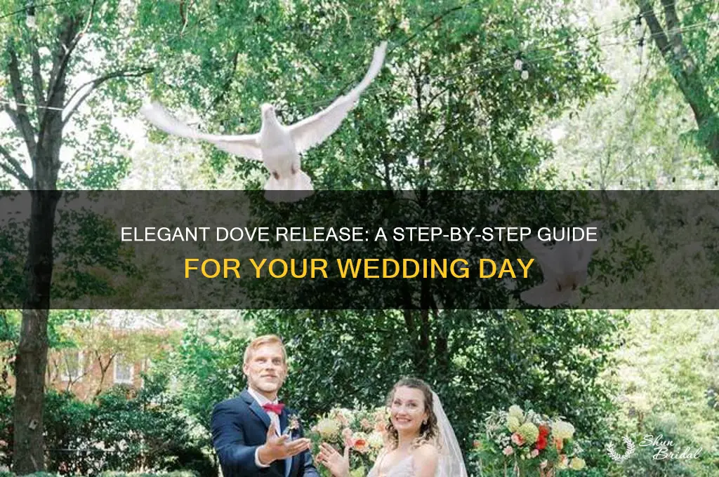 Elegant Dove Release: A Step-By-Step Guide For Your Wedding Day ...