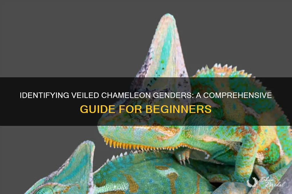 Identifying Veiled Chameleon Genders: A Comprehensive Guide For ...