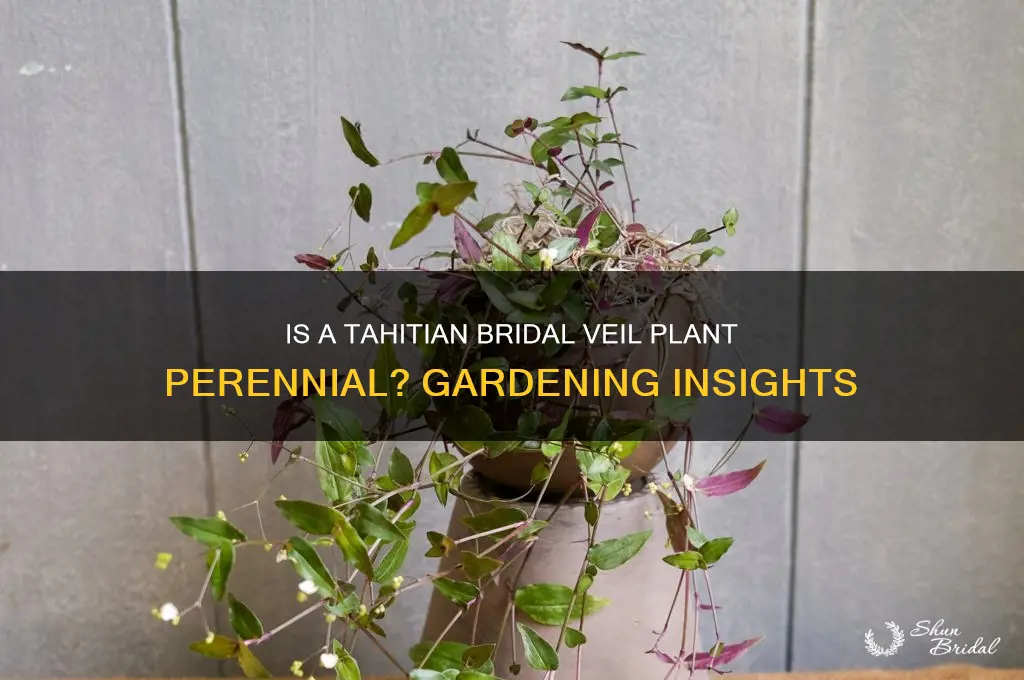 Is A Tahitian Bridal Veil Plant Perennial? Gardening Insights | ShunBridal