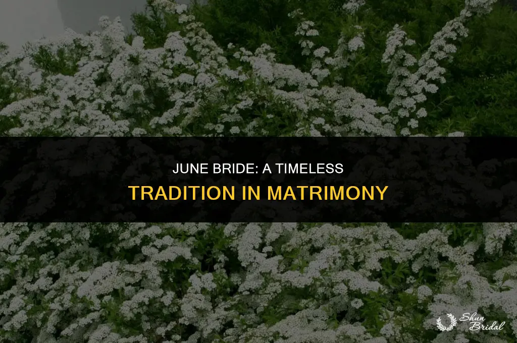 June Bride: A Timeless Tradition In Matrimony | ShunBridal