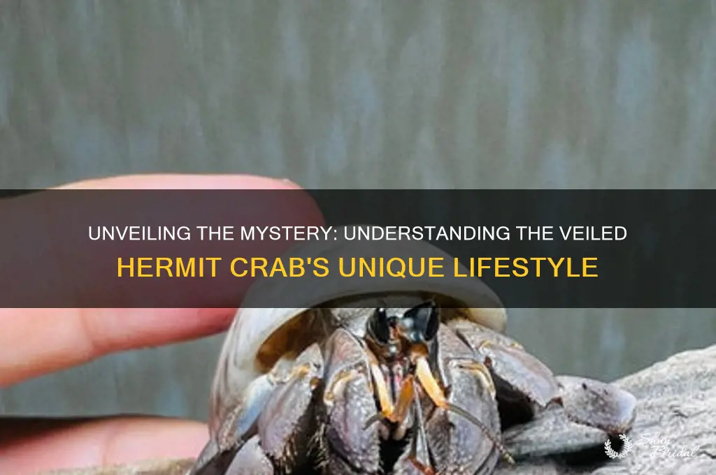 Unveiling The Mystery: Understanding The Veiled Hermit Crab's Unique ...