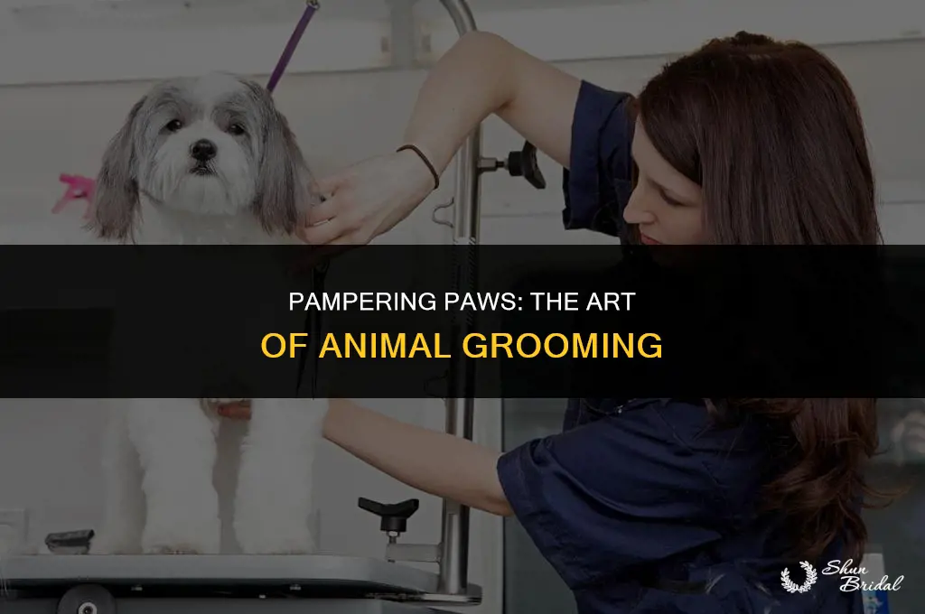 Pampering Paws: The Art Of Animal Grooming | ShunBridal