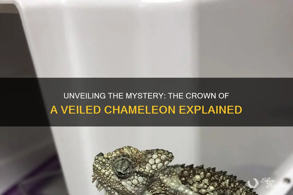 Unveiling The Mystery: The Crown Of A Veiled Chameleon Explained ...
