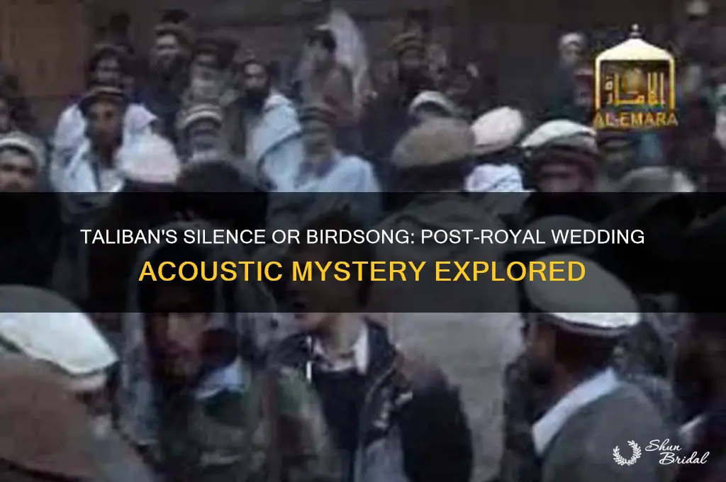 Taliban's Silence Or Birdsong: Post-Royal Wedding Acoustic Mystery ...