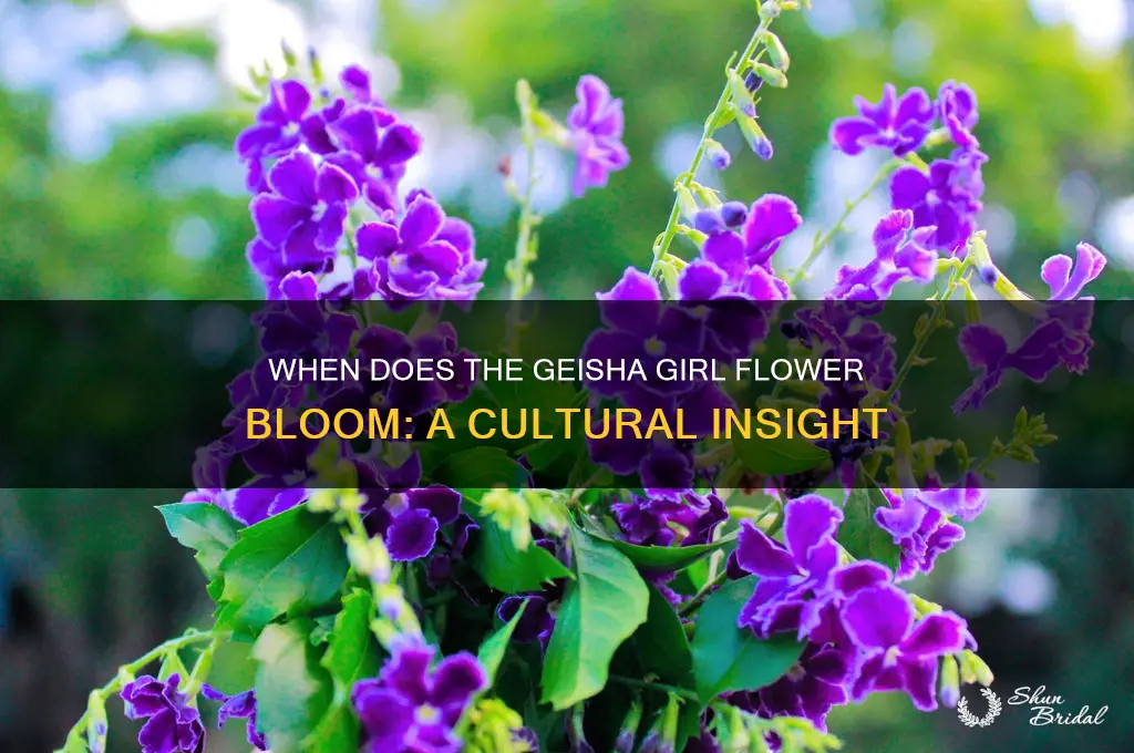 When Does The Geisha Girl Flower Bloom: A Cultural Insight | ShunBridal